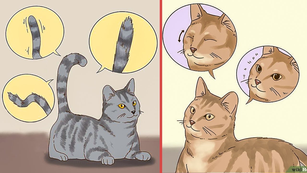 10 signs to understand your cat behavior | Adorable Kittens | Image Cats