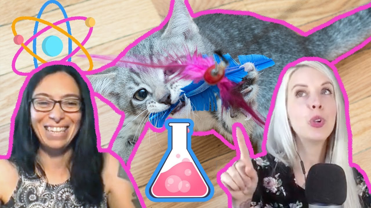 The Science of Cat Behavior! | Adorable Kittens | Image Cats
