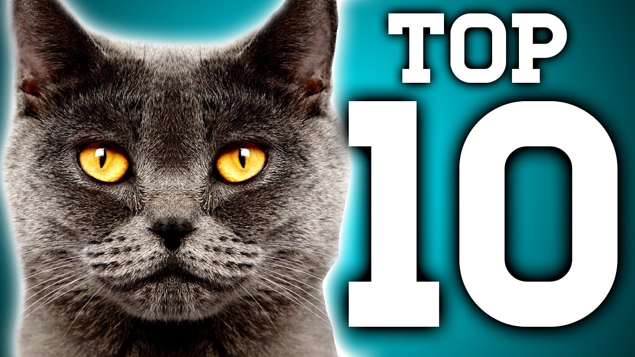 Awesome! 10 Cat Facts You Need to Know | Earth Unplugged | Adorable ...