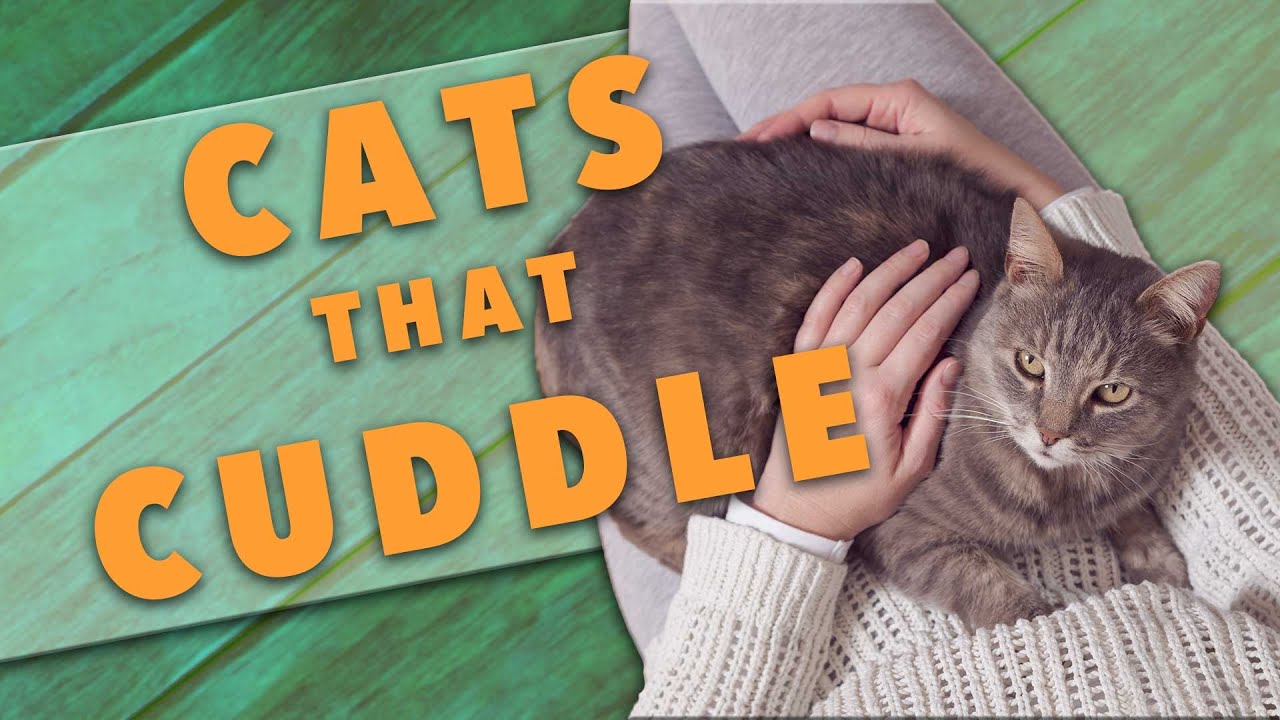 The Best Cat Breeds for Cuddling | Adorable Kittens | Image Cats